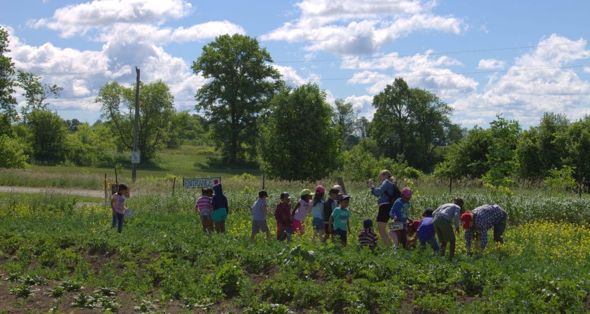 Summer Fun Farm Tours | Forsythe Family Farms